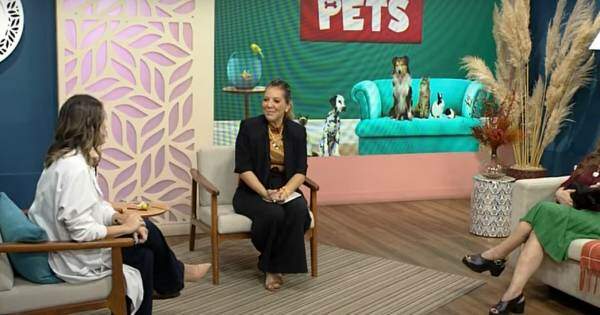 Saiba como identificar os sinais de strees em gatos Saiba como identificar os sinais de strees em gatos