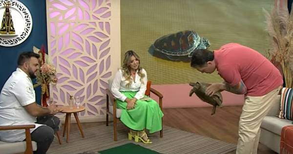 Conheça as diferenças entre tartarugas, cágados e jabutis