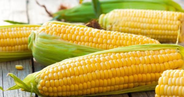 6 anos do Sabores do Brasil: o milho