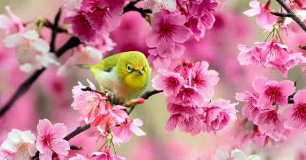 A primavera que prefiro